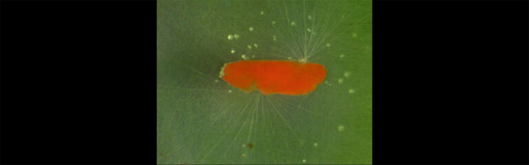 Home - Cushman Foundation (Allen Press / Knowledge Works Global)